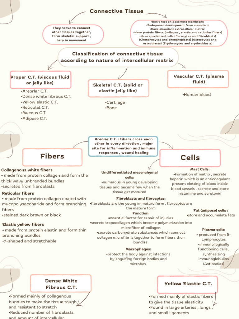 Connective tissue (Proper C.T.) | PDF | Connective Tissue | Extracellular Matrix