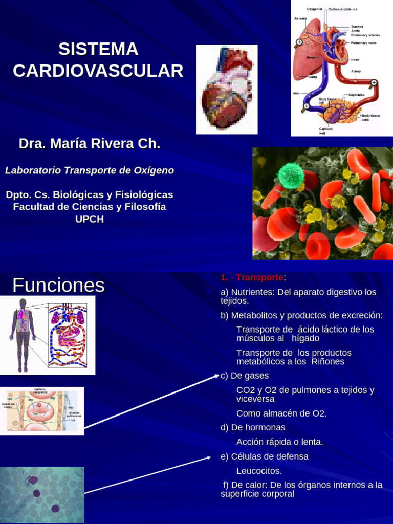 4 Cardiovascular Estructura, Circulacion, Flujo-Estomato | PDF ...