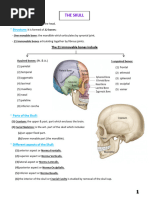 Worksheet Skulll | PDF | Skull | Anatomy