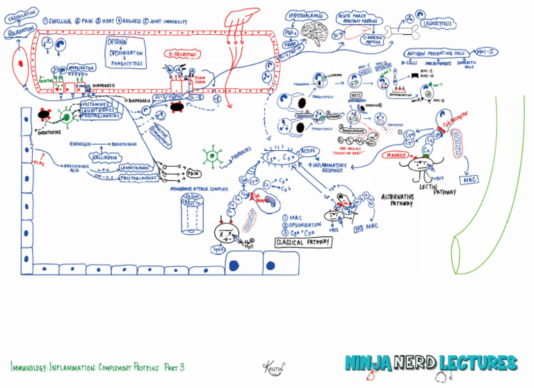 3. Inflammation Complement Proteins very | PDF | Immunology ...