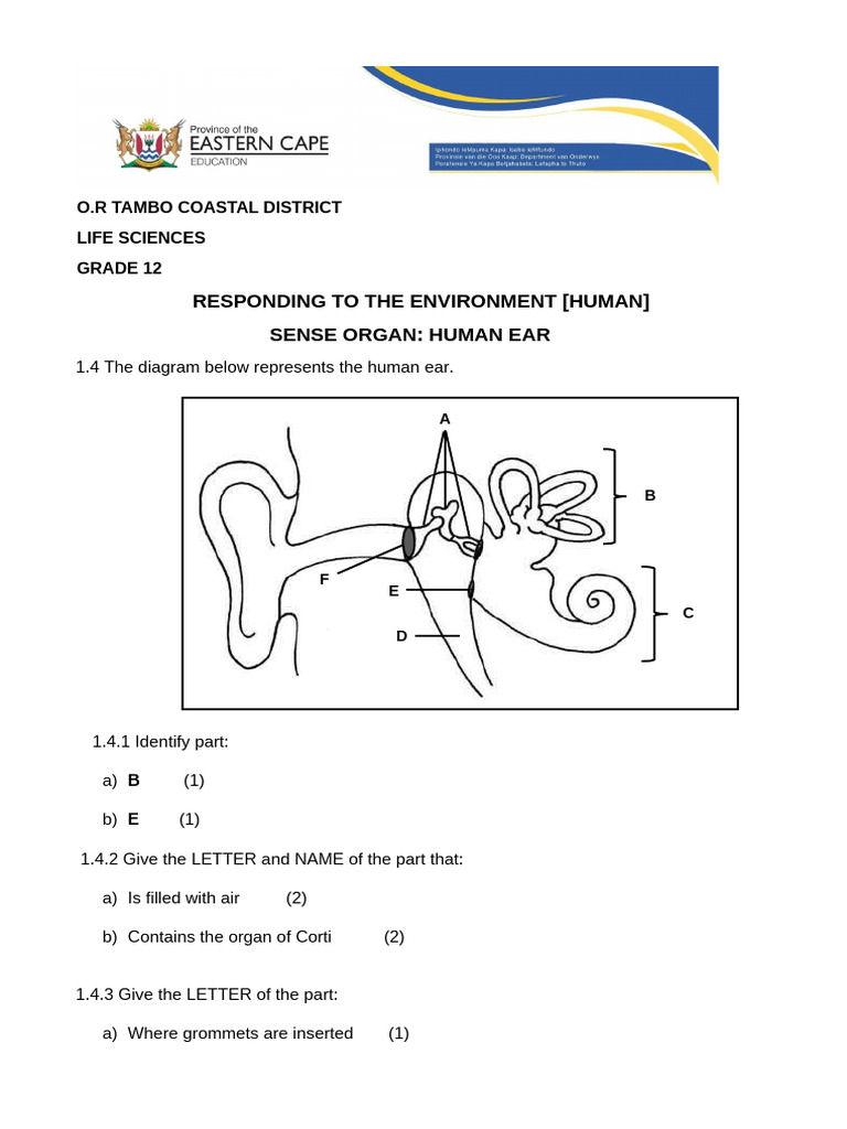Human Ear 2 QP and MG | PDF | Ear | Hearing