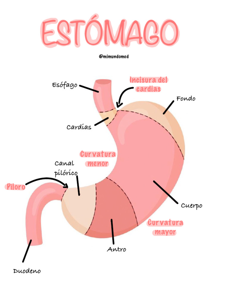 Anatomía del Estómago Humano | PDF