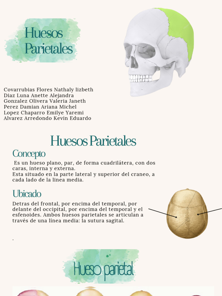 Hueso Parietal | PDF | Anatomía humana | Cabeza y cuello humanos