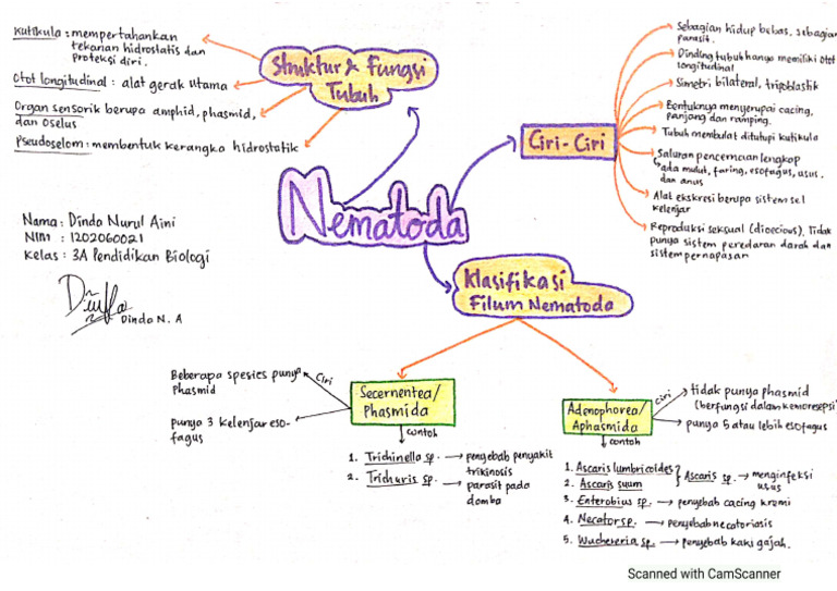 Dinda Nurul Aini - 1202060021 - Mindmap Nematoda | PDF