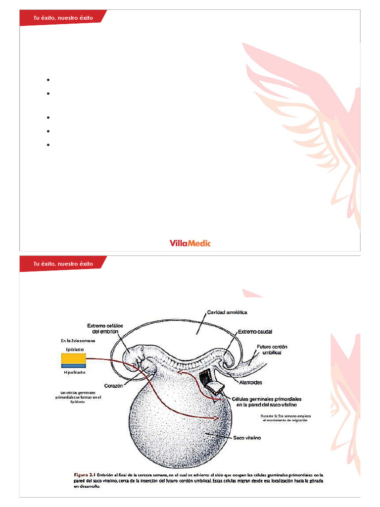 Embrio Villamedic BASICAS | PDF | Anatomía | Reproducción