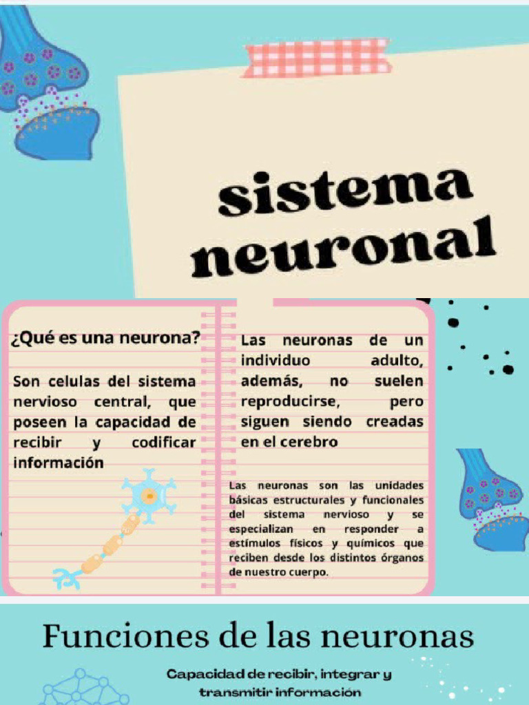 neuronas | PDF