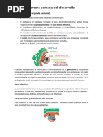 Desarrollo Del Saco Coriónico | PDF | Ciencia y matemáticas