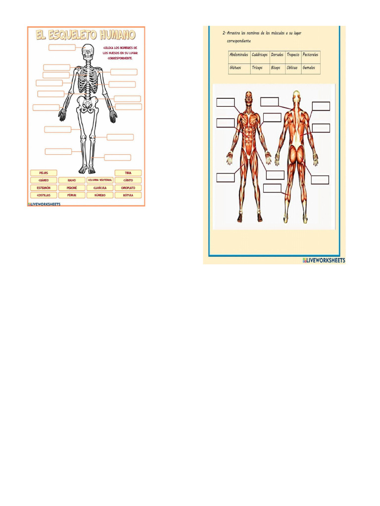 Parcial Sistema Oseo | PDF