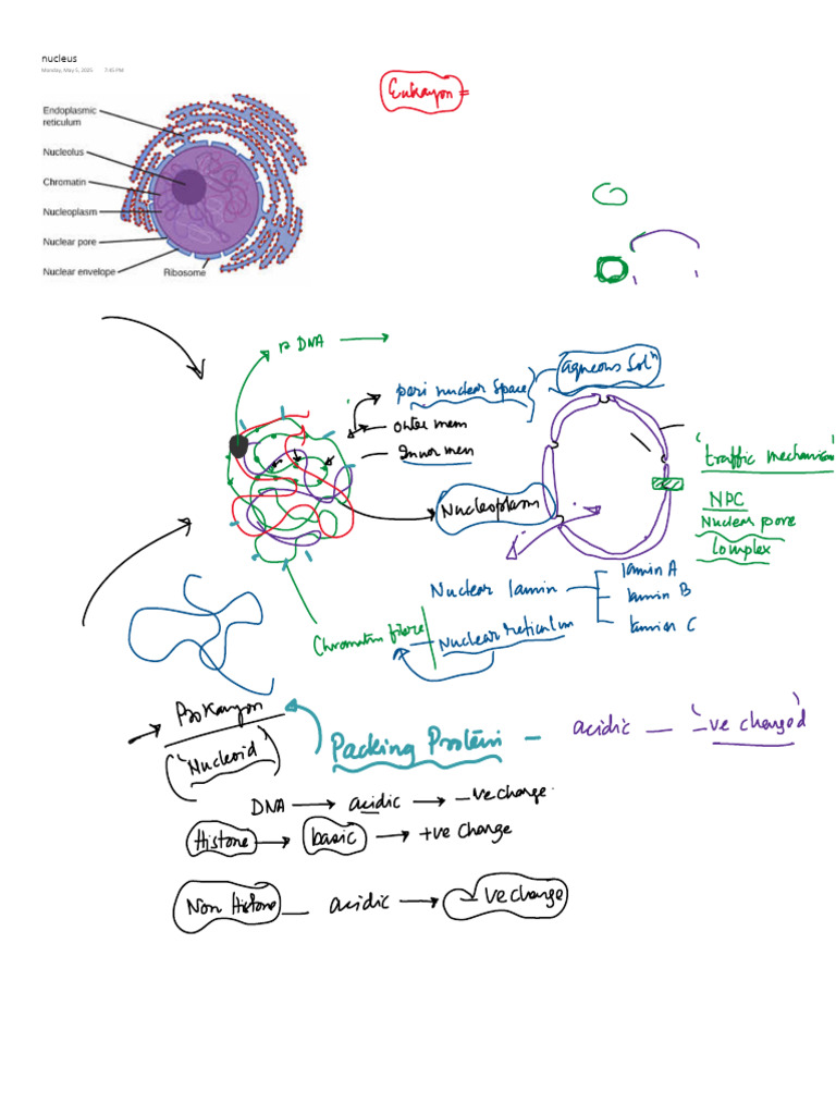 Nucleus | PDF