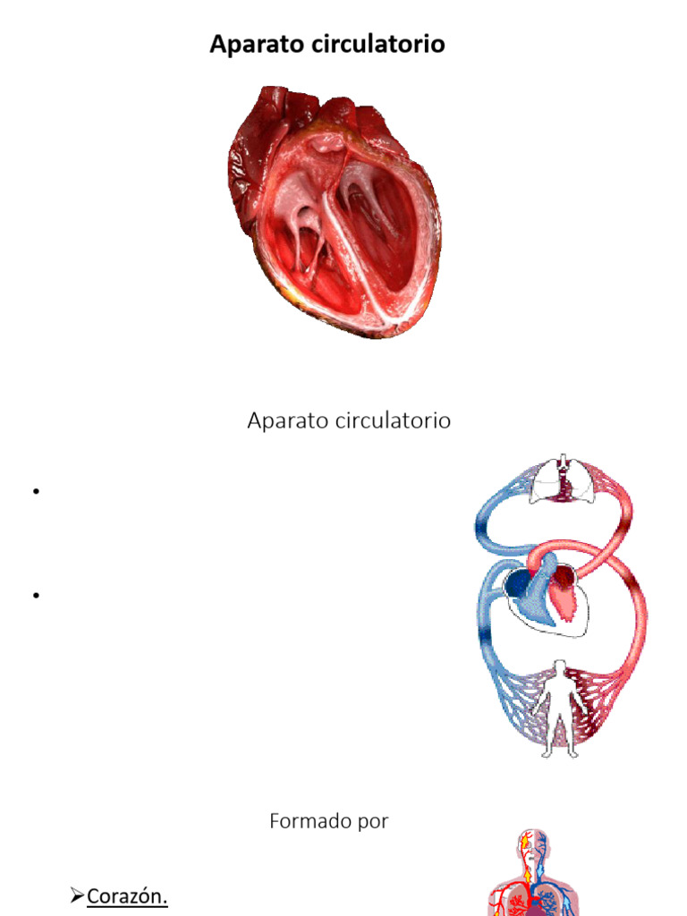 Funcionamiento del aparato circulatorio | PDF | Sistema circulatorio ...
