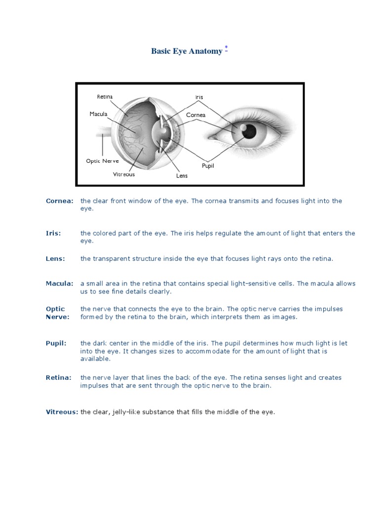 Basic Eye Anatomy: Cornea | PDF | Eye | Cornea