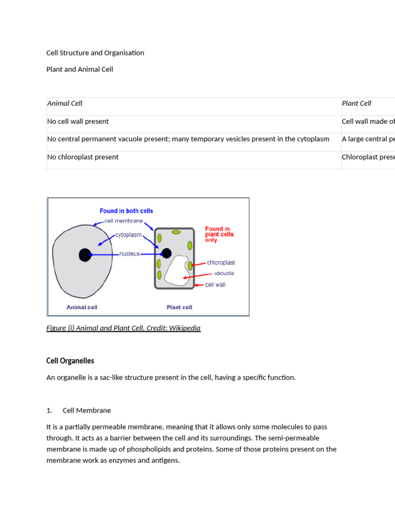 Cell Structure and Organisation | PDF | Heart | Ventricle (Heart)
