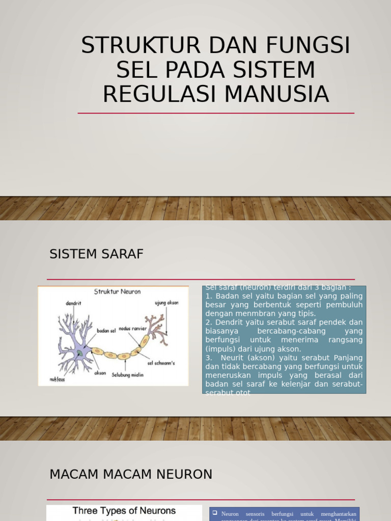 Struktur Dan Fungsi Sel Pada Sistem Regulasi Manusia | PDF