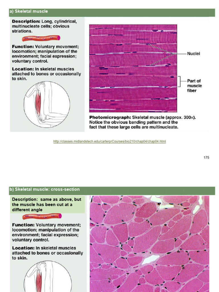 04c Muscle Nervous Tissues Charts | PDF | Nervous System | Tissue (Biology)