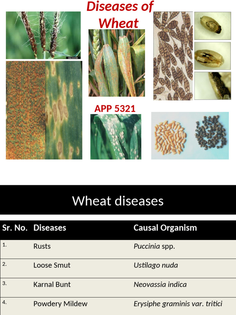 1 Diseases of Wheat ASH | PDF | Botany | Organisms