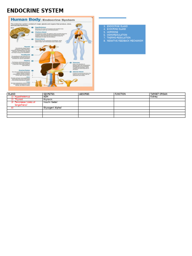 Endocrine System | PDF