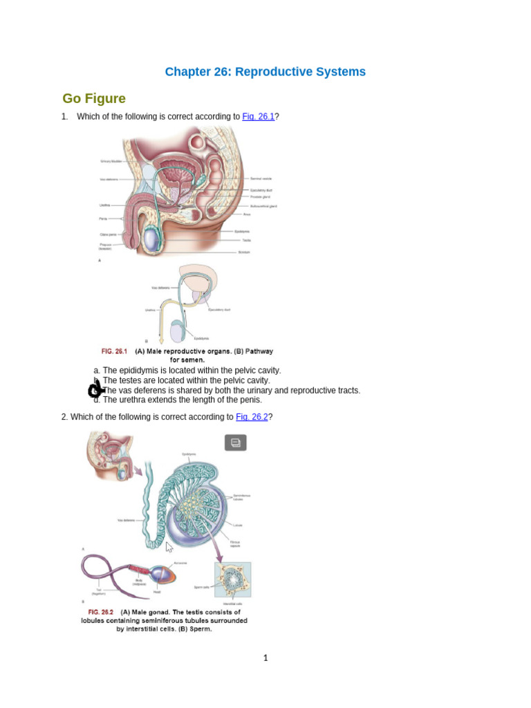 Reproductive Systems Overview and Quiz | PDF | Menstrual Cycle ...