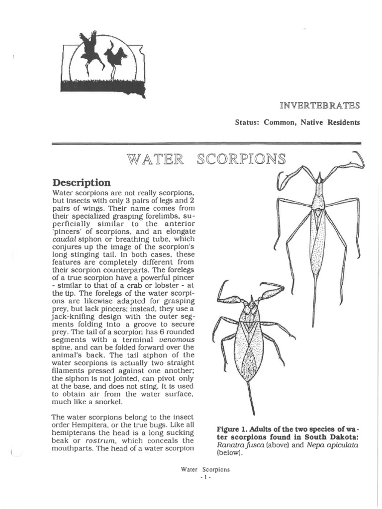 Water Scorpians | PDF