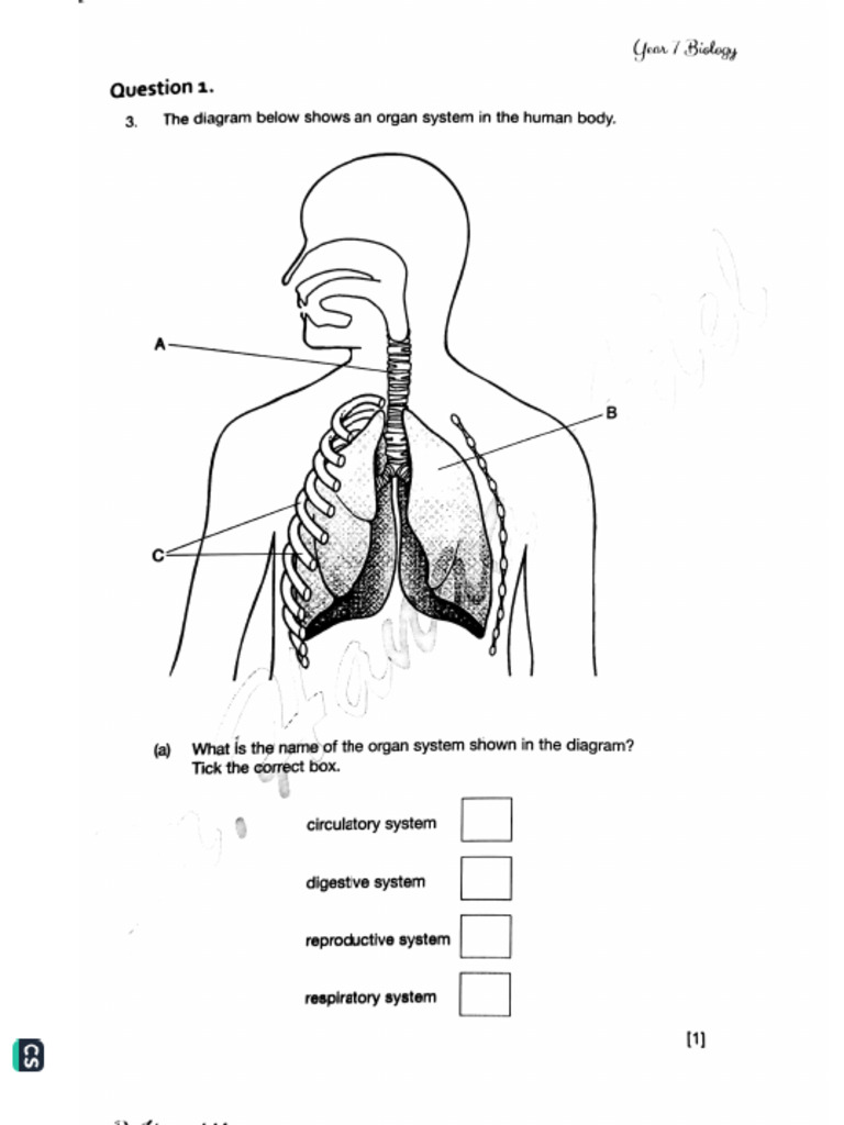 Respiratory System | PDF