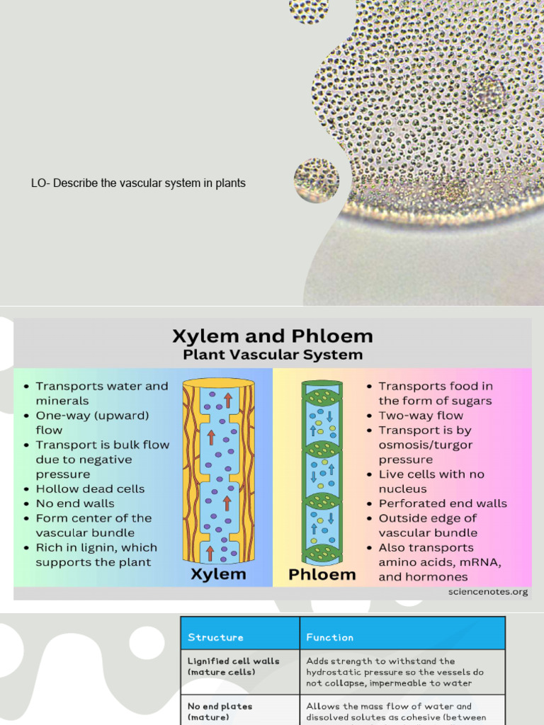Xylem and Phloem | PDF