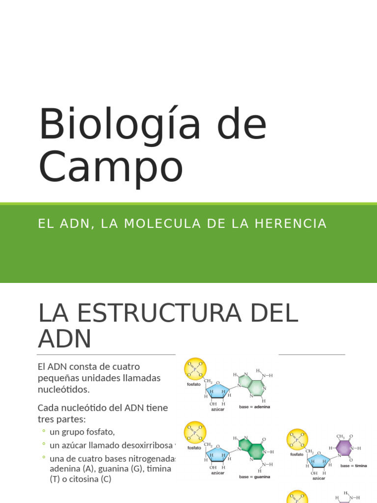 BiologÃ­a de Campo - El ADN, La molecula de la herencia | PDF | Adn | Replicación De Adn