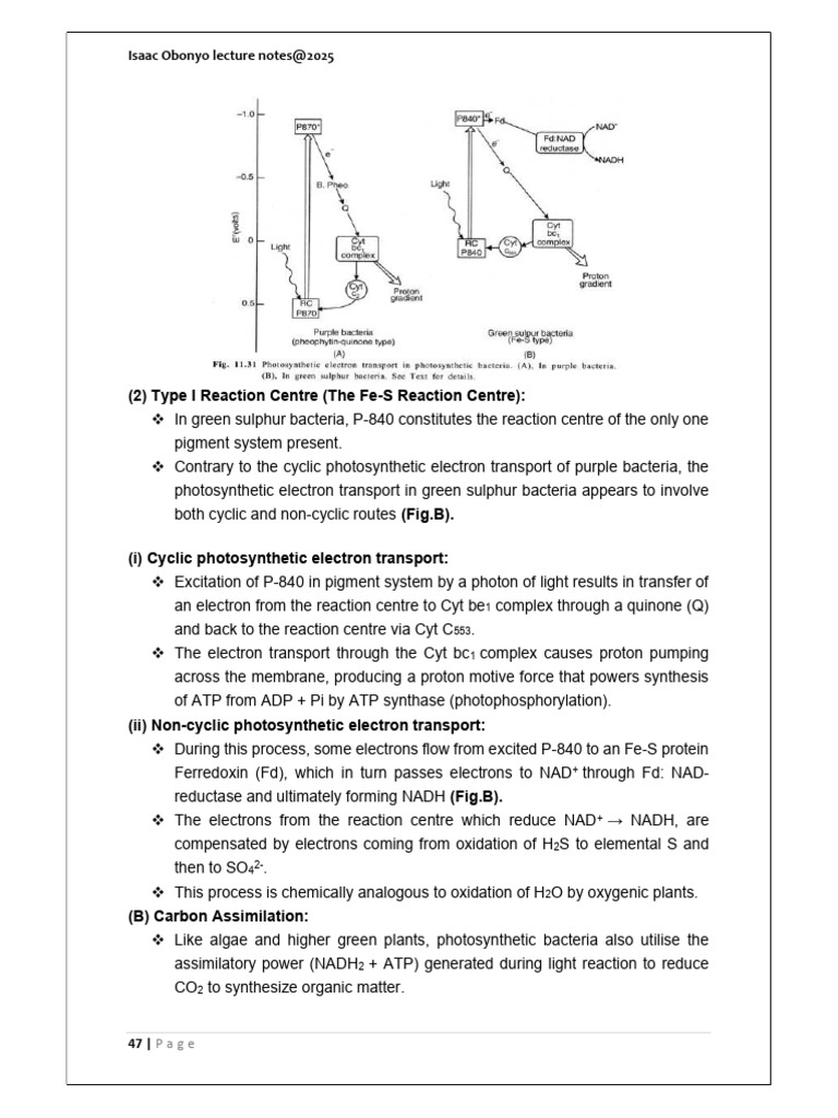 Photosynthesis and Sulfur Metabolism in Bacteria | PDF | Photosynthesis ...