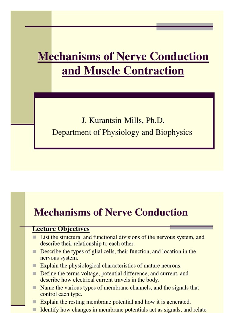 Nerve Conduction and Muscle Contraction Mechanisms | PDF | Chemical ...