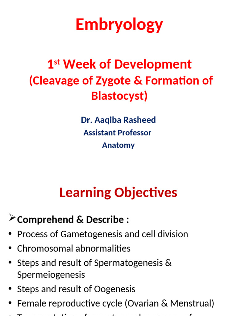 (Cleavage of Zygote & Blastocyst Formation) 1st Week | PDF | Uterus ...
