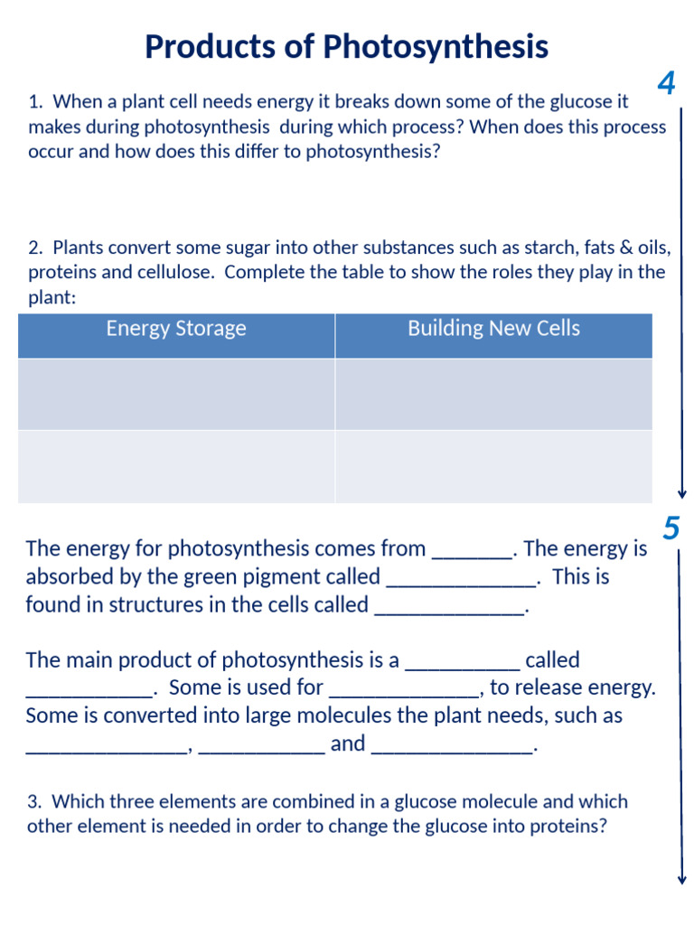 Products of Photosynthesis Worksheet | PDF