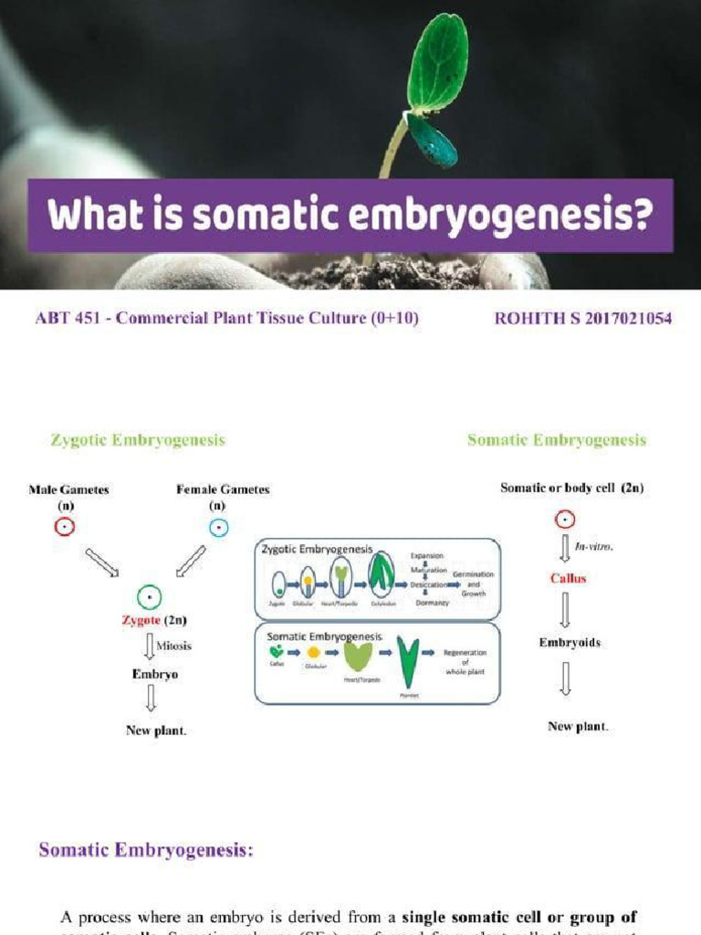 Somatic Embryogenesis Ai | PDF