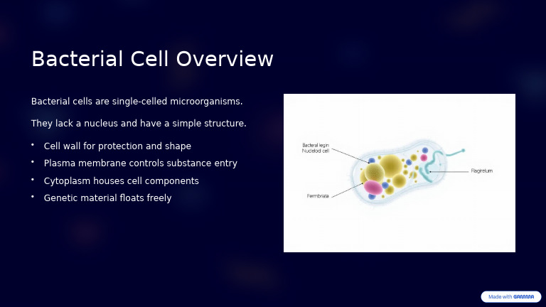 Bacterial Cell Overview | PDF