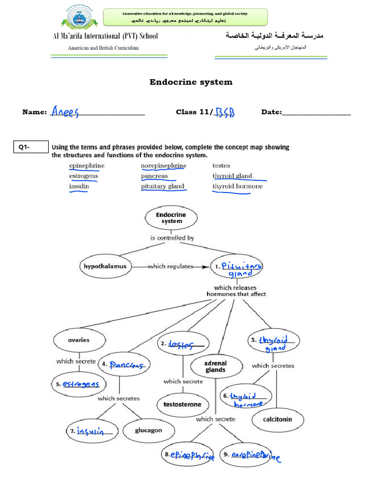 Ans ENDOCRINE_SYSTEM_WORKSHEET._SSS[1] | PDF