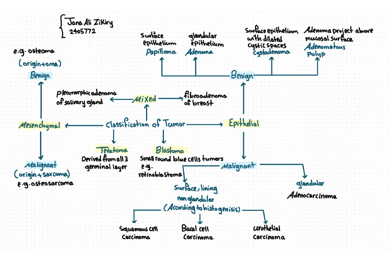 Classification concept map Jana Ali | PDF
