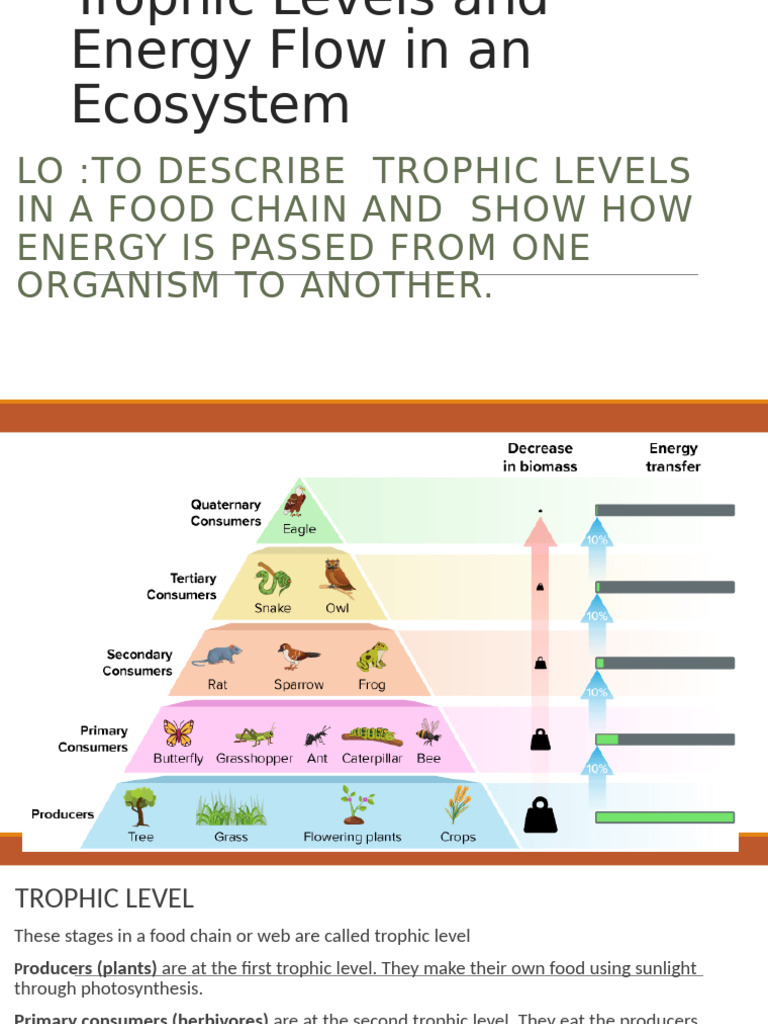 Trophic Levels - Energy Transfer | PDF | Food Web | Foods