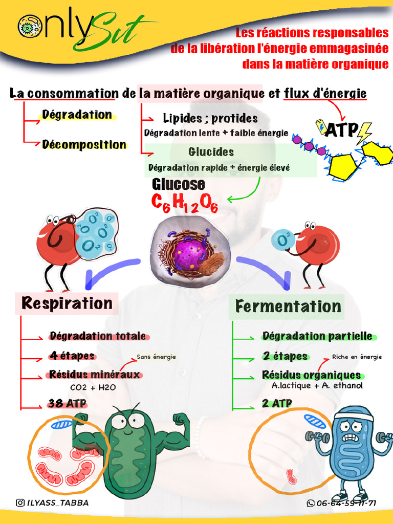 Atp +muscle | PDF