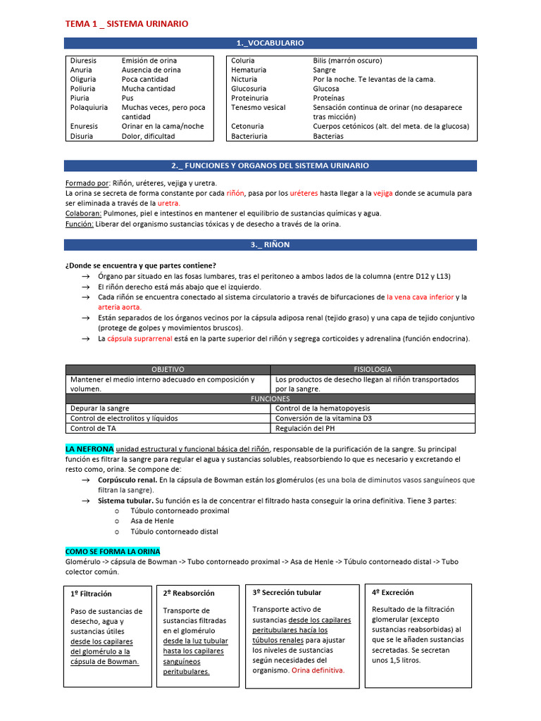 C04 Guia Rocio - 230120 - 170945 | PDF | Riñón | Ojo