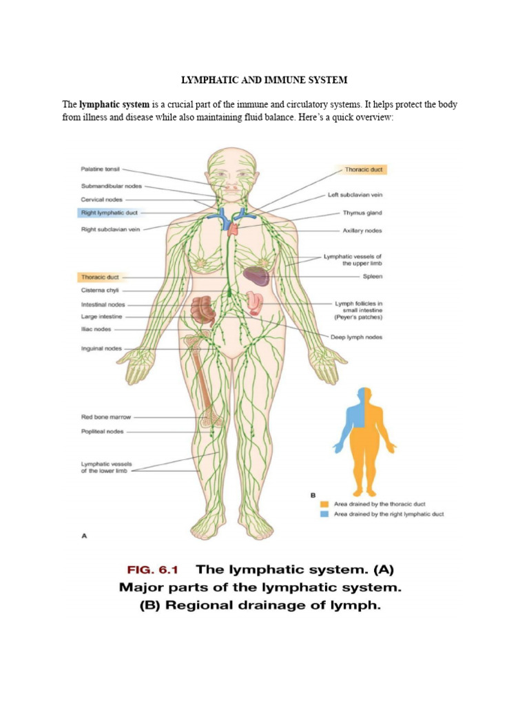 LYMPHATIC AND IMMUNE SYSTEM | PDF | Lymphatic System | Immune System