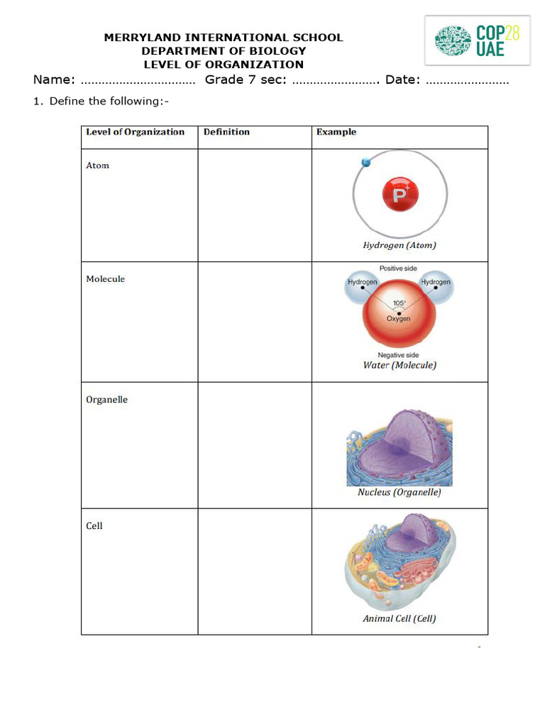 7th Grade Levels of Organization Worksheet | PDF | Tissue (Biology ...