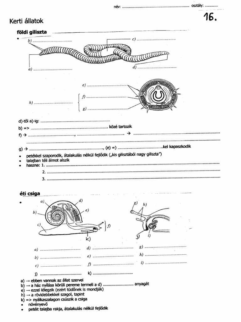 Földigiliszta, Éti Csiga Üres Vázlat | PDF
