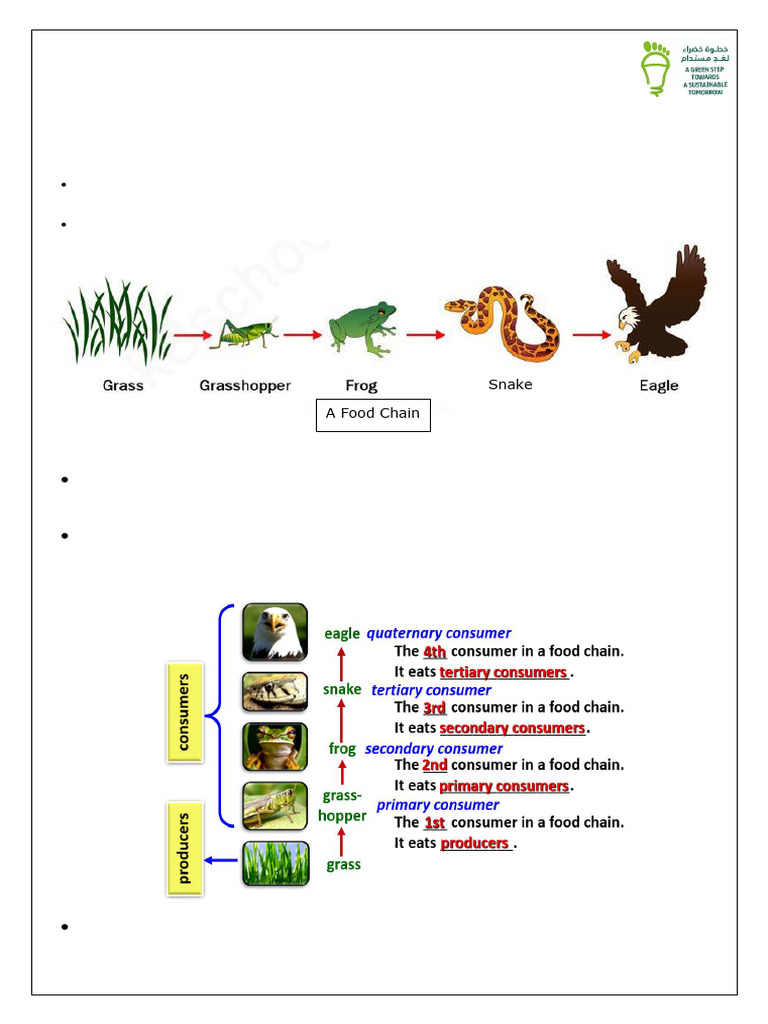 Food Chain Ecological Pyramid File Note | PDF | Food Web ...