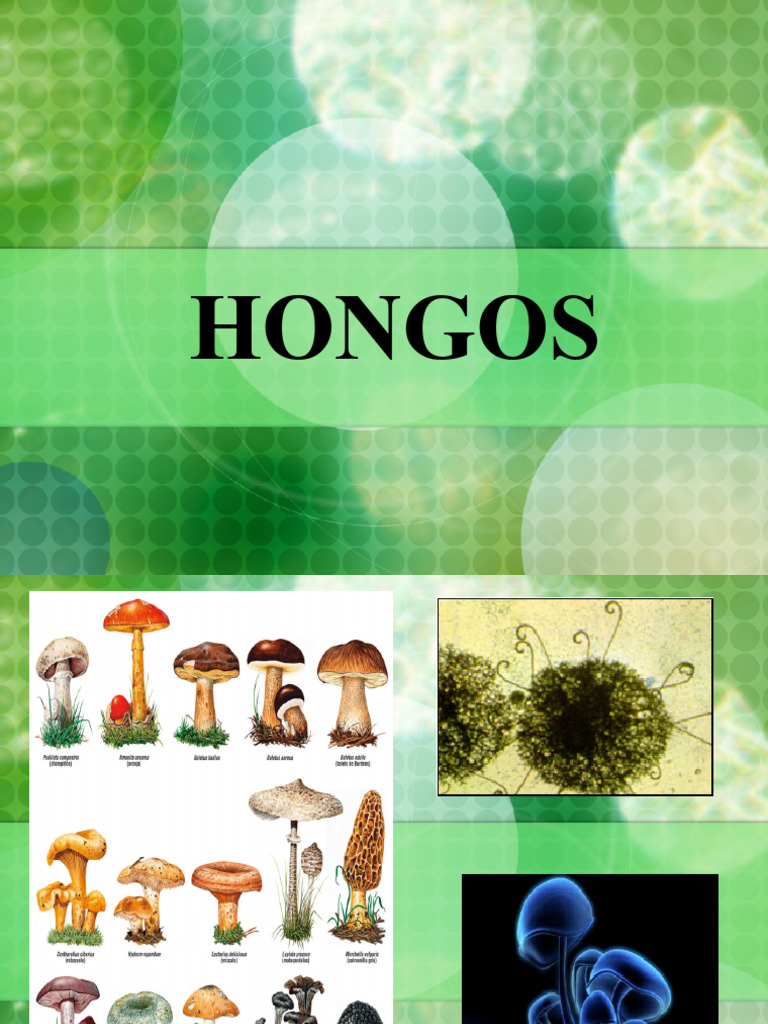 Capítulo 7 Generalidades de Hongos | PDF | Hongo | Eucariotas