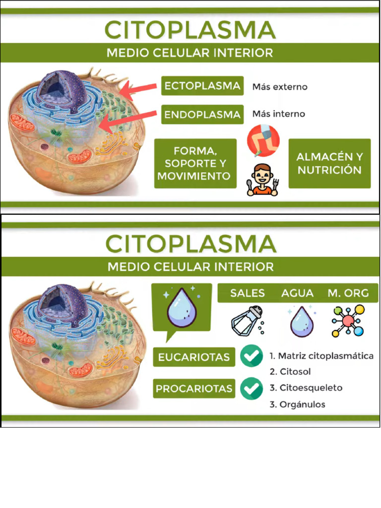 Citoplasma | PDF