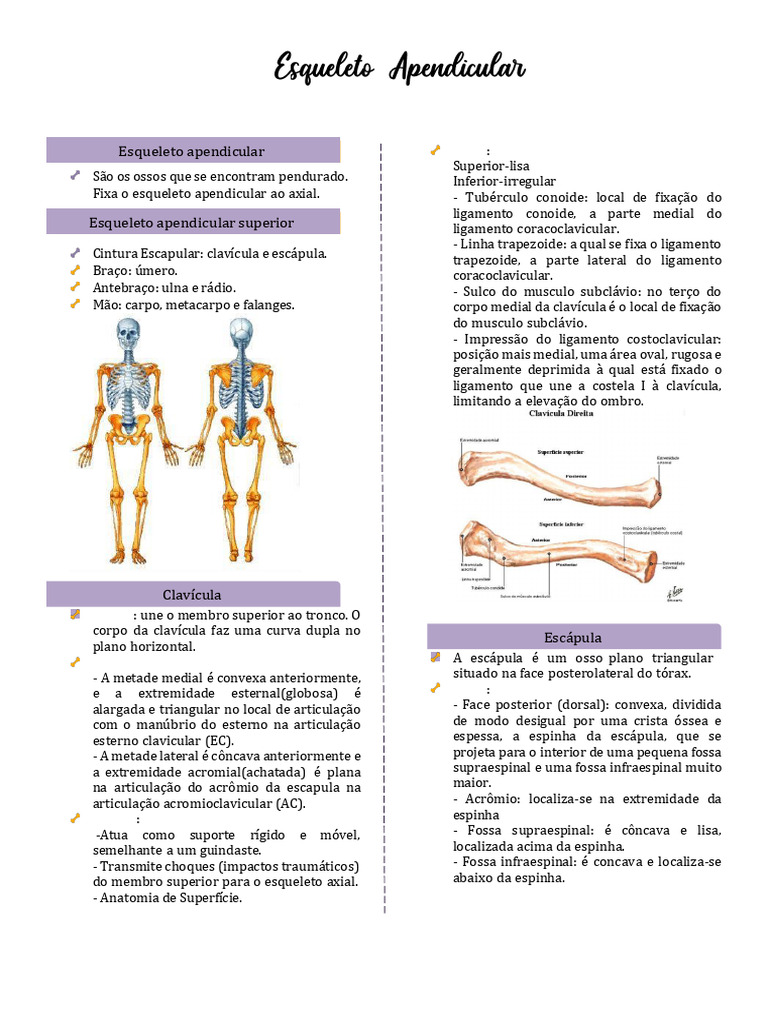 Resumo Esqueleto Apendicular | PDF | Quadril | Anatomia dos membros inferiores