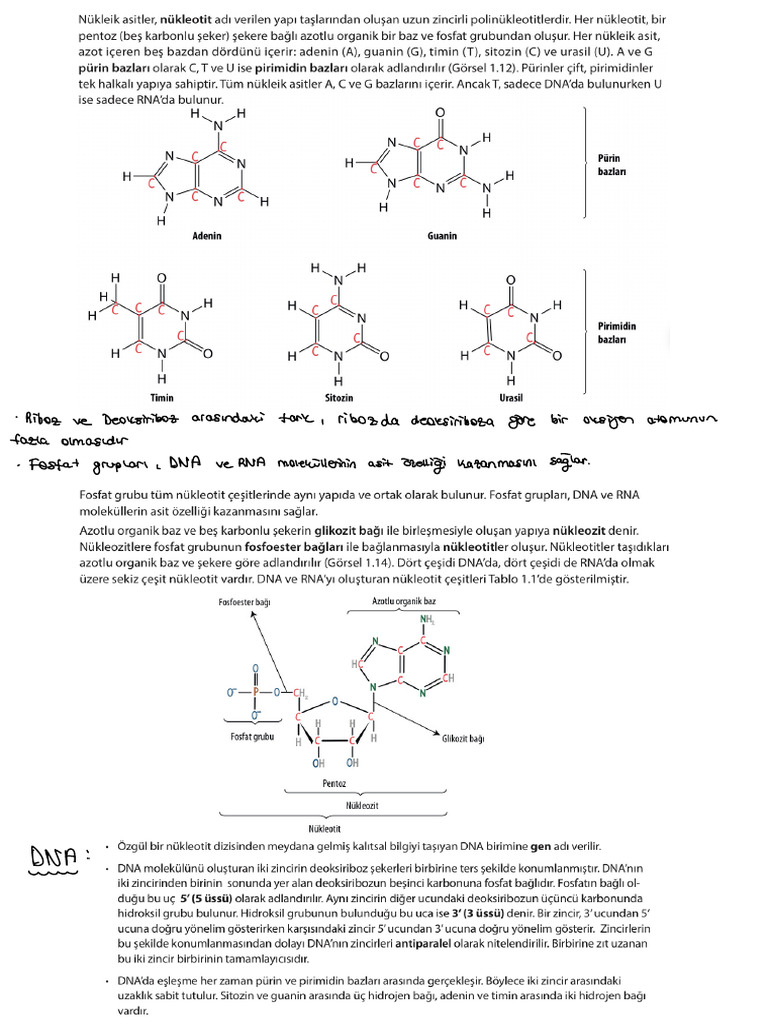 Genden Proteine | PDF