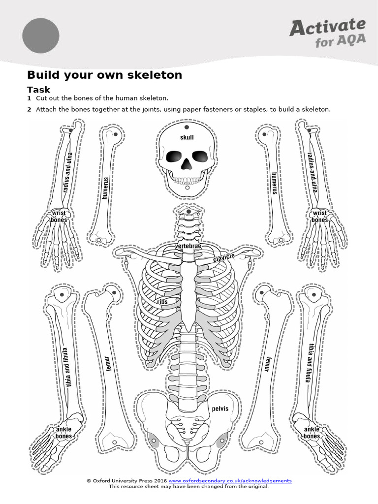 8.1.2 Activity Sheet: Build Your Own Skeleton | PDF