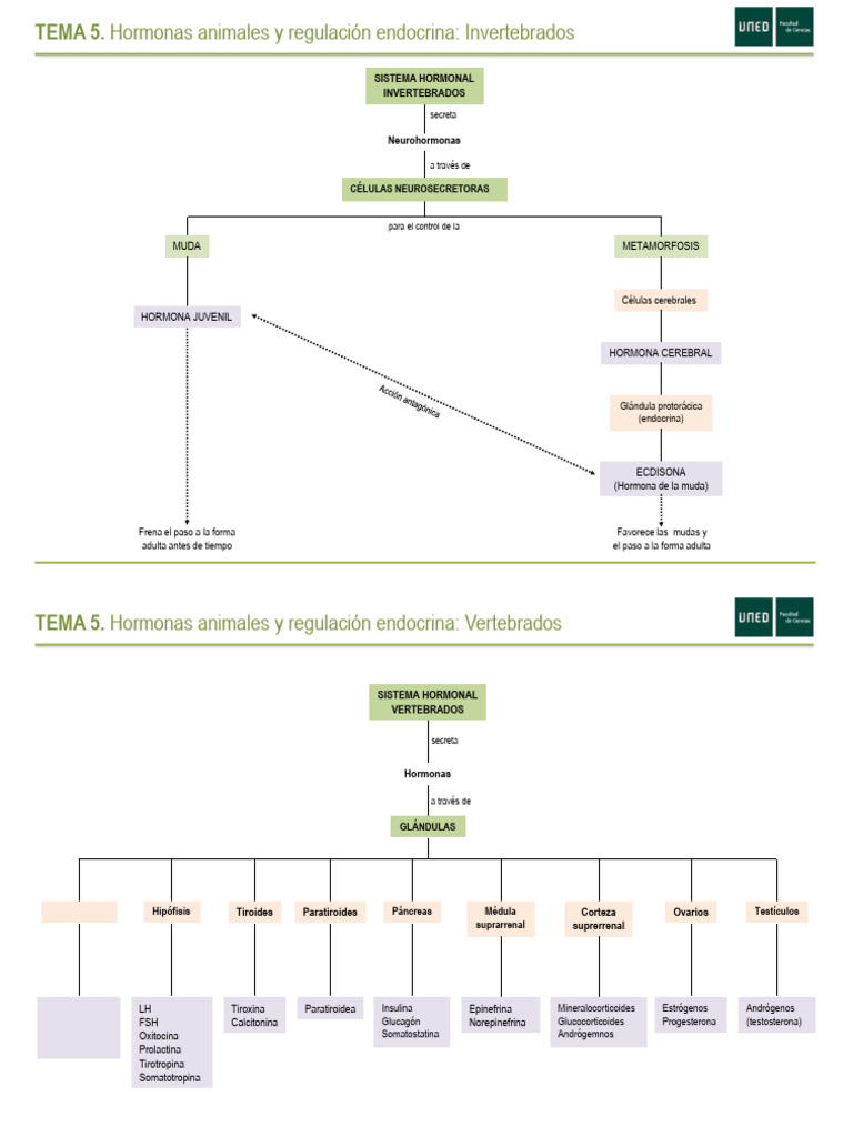 Esquemas. Tema 5 | PDF | Hormona | Sistema endocrino