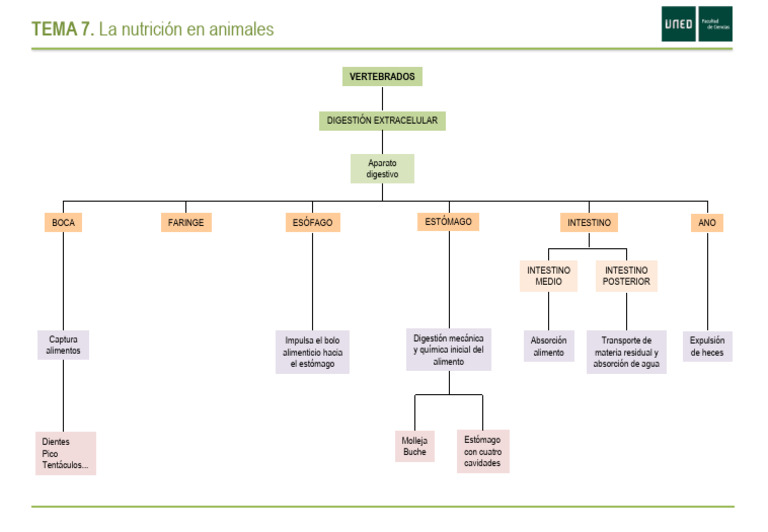 Esquemas. Tema 7 | PDF