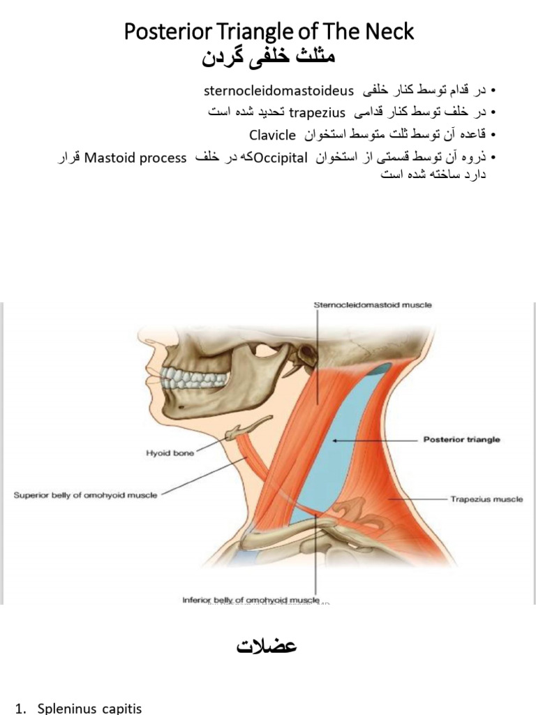 Posterior Triangle of The Neck: Sternocleidomastoideus Trapezius ...