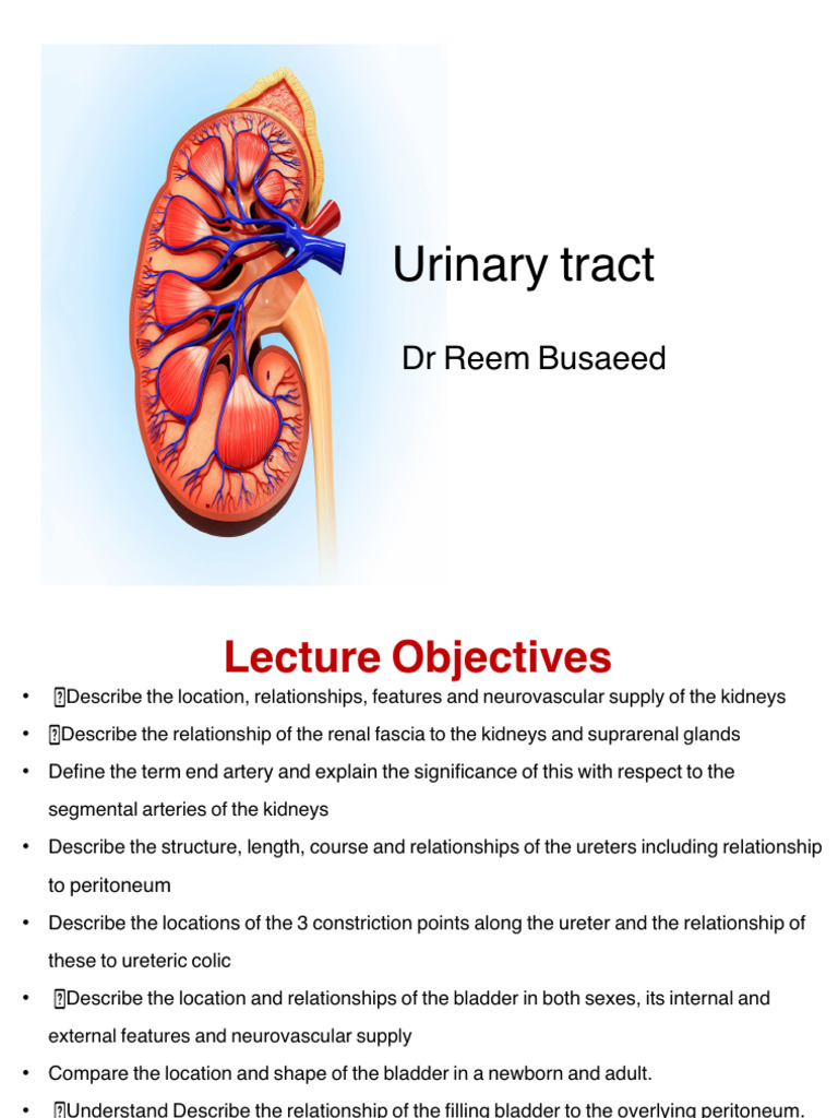 Lecture 1.02 - Urinary Tract 2 | PDF