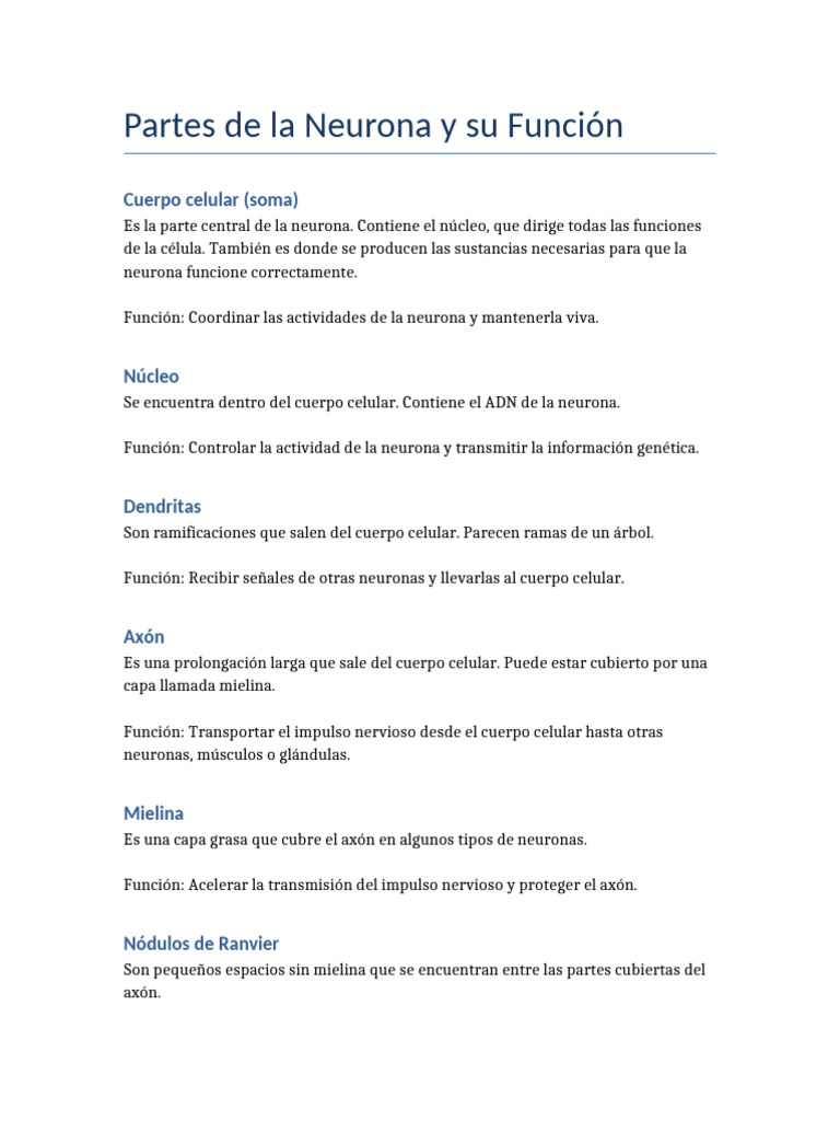 Partes de la Neurona y Funciones | PDF